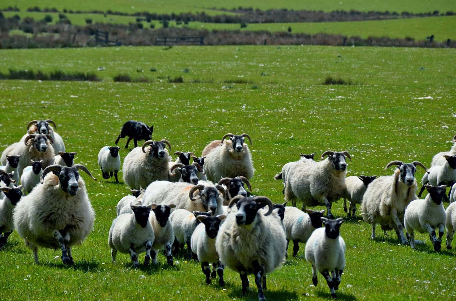 Have Pen and Camera, Will Travel: ICONIC IMAGES OF SCOTLAND (Part One)