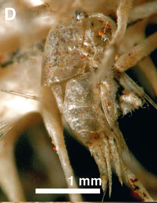 Sciency Thoughts: Four new species of Carnivorous Sponges from the ...