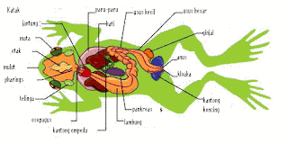 DOKTER HEWAN: Anatomi Katak