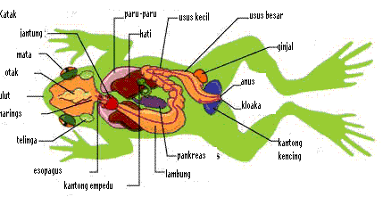 DOKTER HEWAN: Anatomi Katak