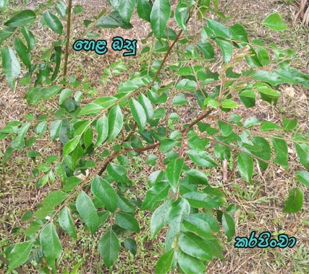 Hela osu: කරපිංචා (karapincha)