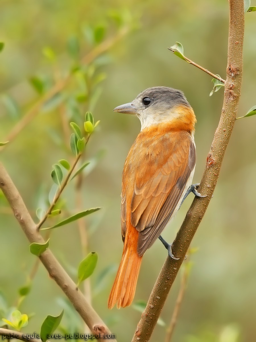 mis fotos de aves: Pachyramphus validus Anambé Grande Crested Becard