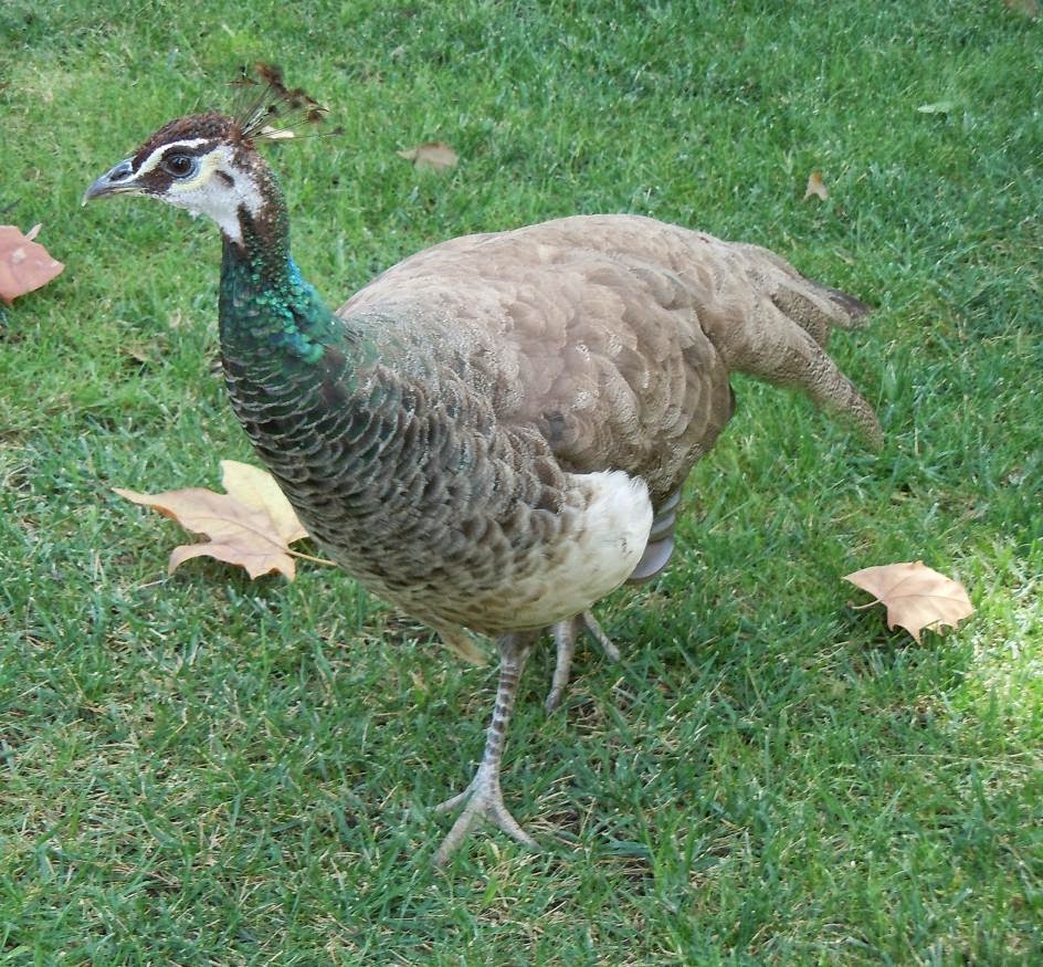 The Animal Kingdom: El Pavo Real - Hembra