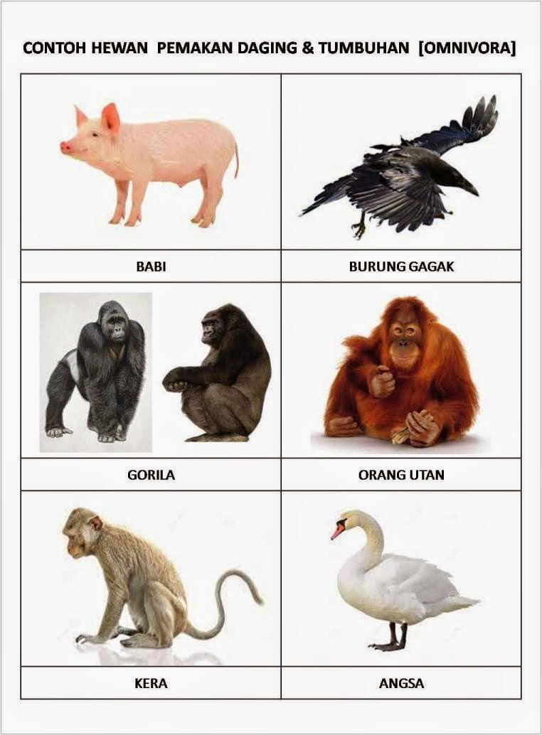 10 Nama Hewan Dan Makanannya Beserta Gambarnya - Perumperindo.co.id