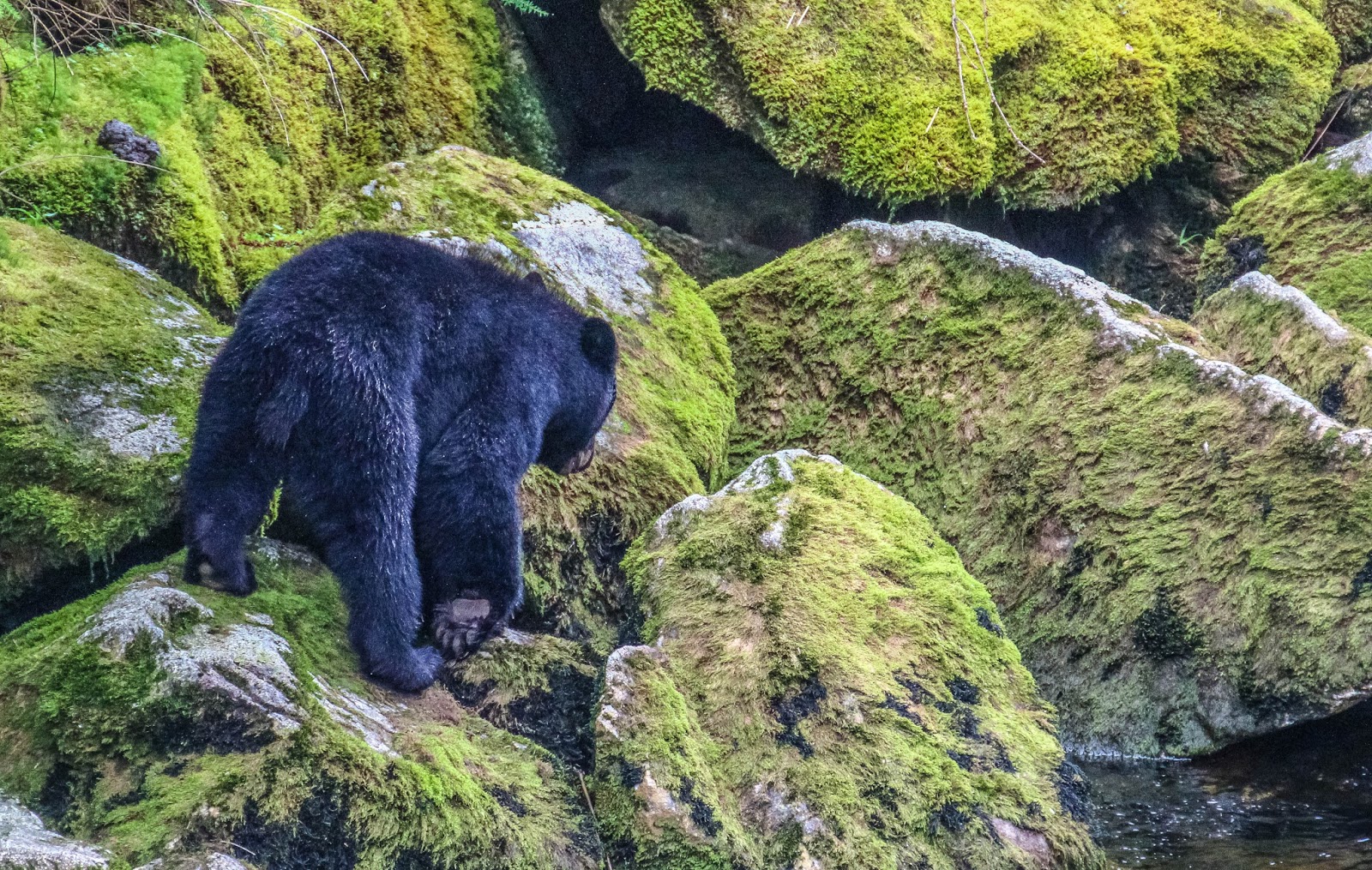 Cannundrums: Eastern Black Bear - Anan Bay, Alaska