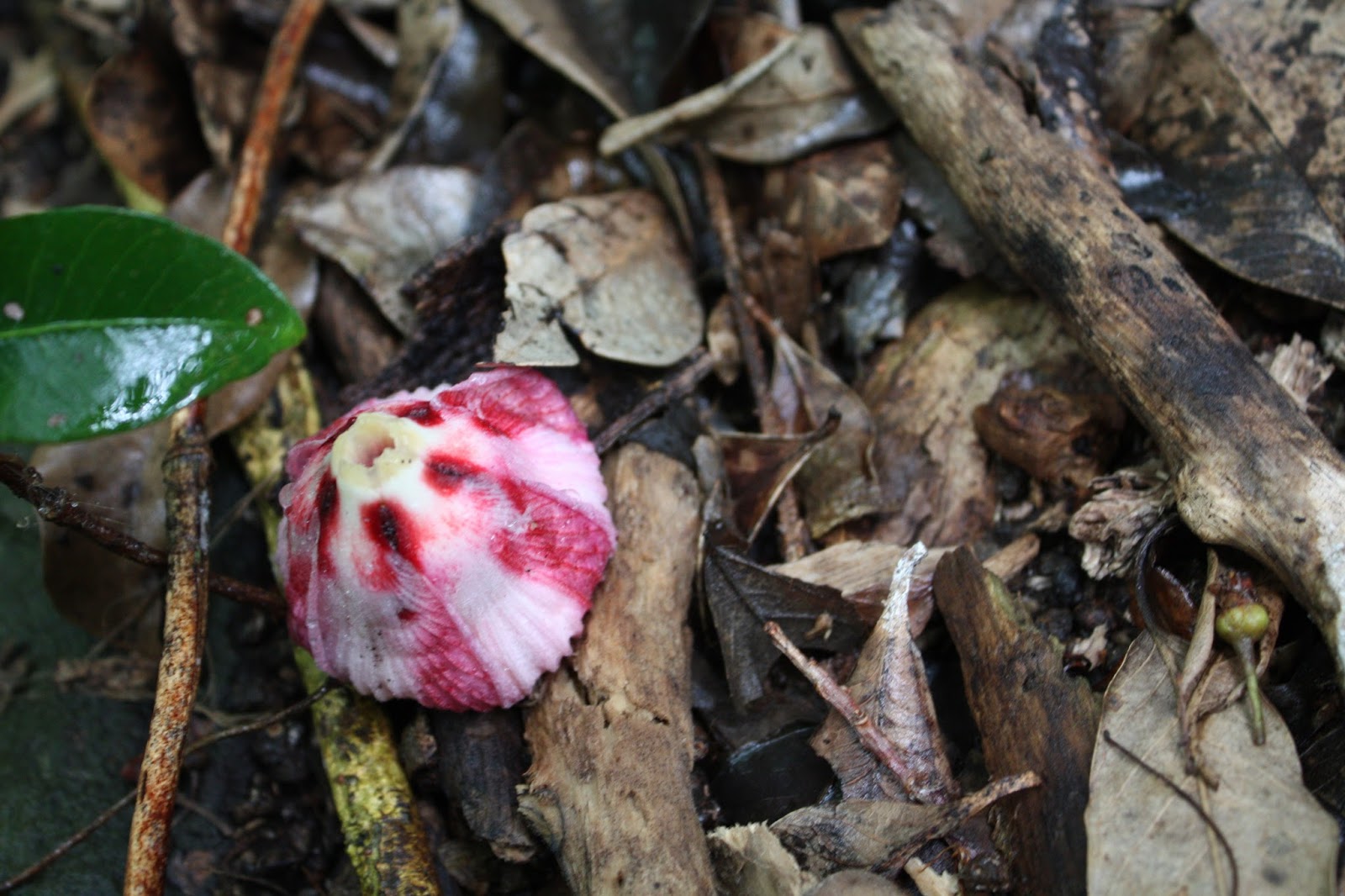 Garden inspiration: found (natural) objects | Growing Illawarra Natives