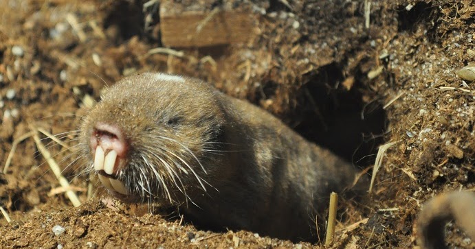 ZOOTOGRAFIANDO (6.100 ANIMALS): RATA TOPO DE ZAMBIA / ANSELL´S MOLE-RAT ...
