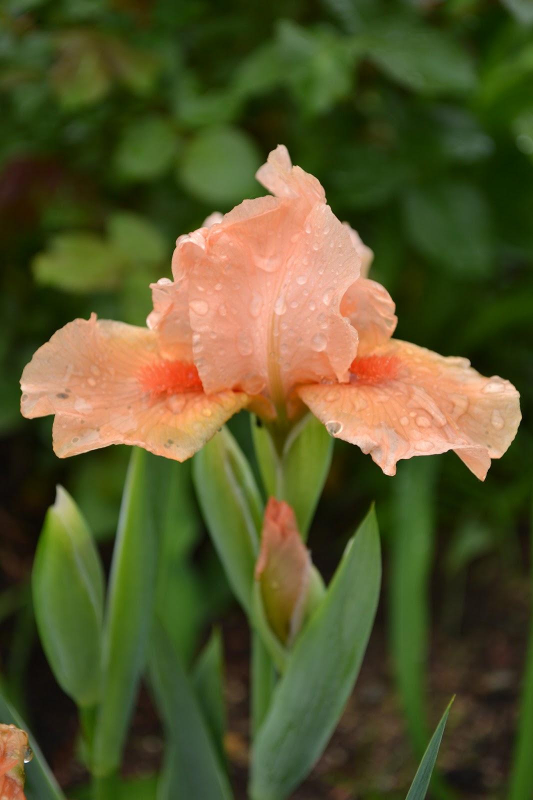 Sodo Stilius: Irisas "Cameo Queen"