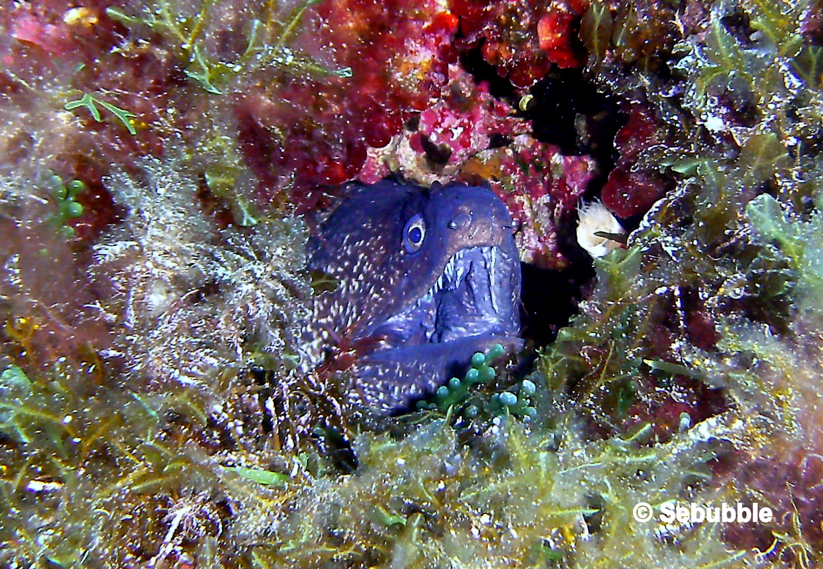 Plongée à Majorque: Le poisson serpent de Majorque