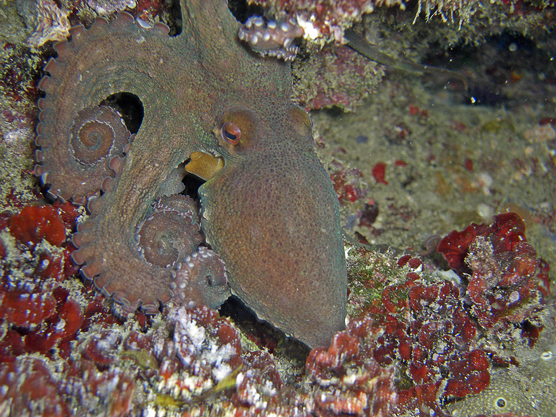 GATO55 BLOG: Fauna marina de Mallorca. 2013