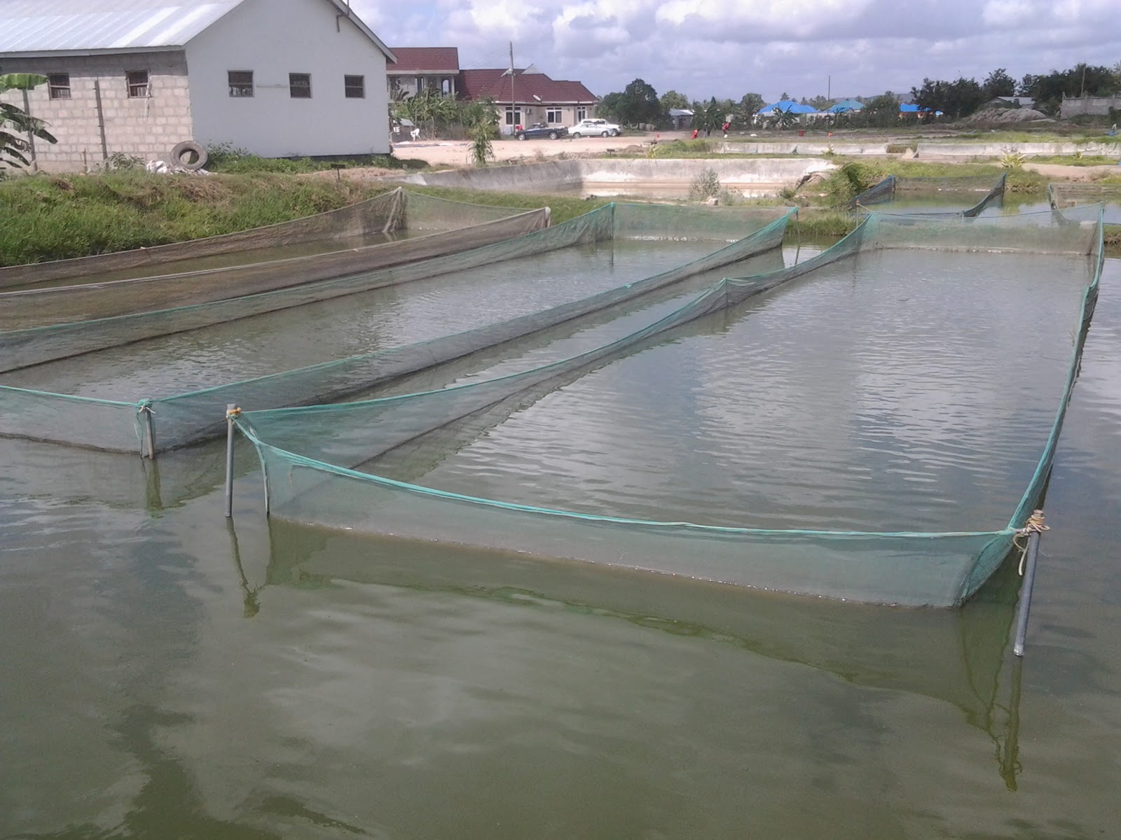 Ufugaji wa Samaki kwenye Mabwawa - KILIMO NA UFUGAJI