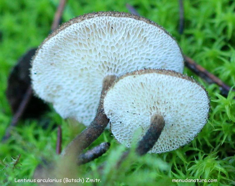 Menuda Natura: Lentinus arcularius (Batsch) Zmitr.