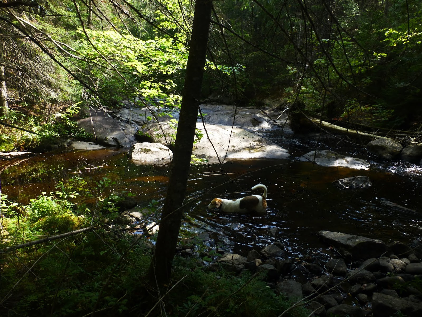 Off on Adventure: Wolf Pond - A New Trail in Progress! - Vanderwhacker ...