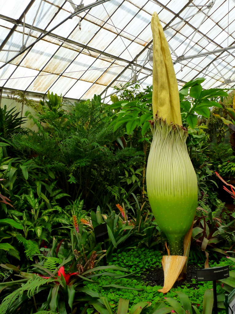 Bushranger: Titan Arum
