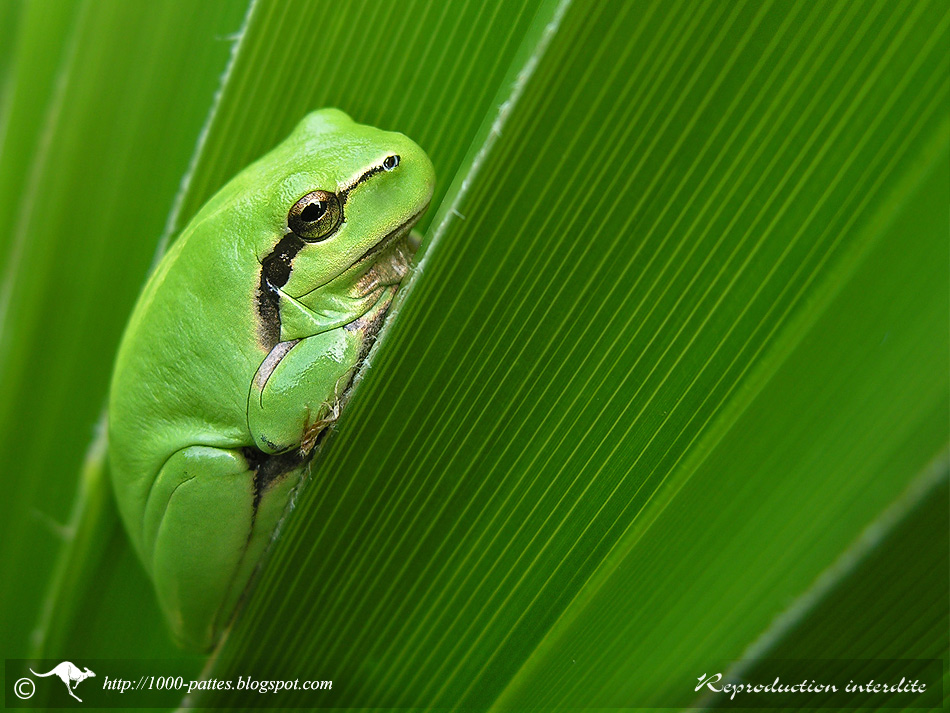 WILDLIFE GATEWAY: La Rainette verte