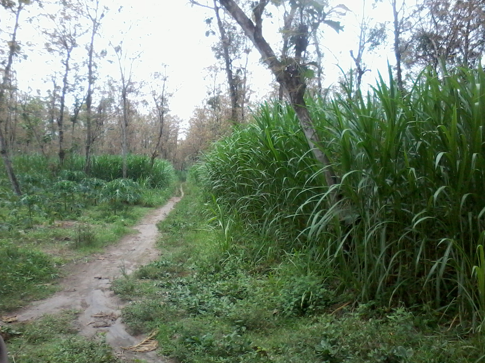 BIBIT RUMPUT GAJAH KOLONJONO / KALANJANA - Rumput Taman Malang
