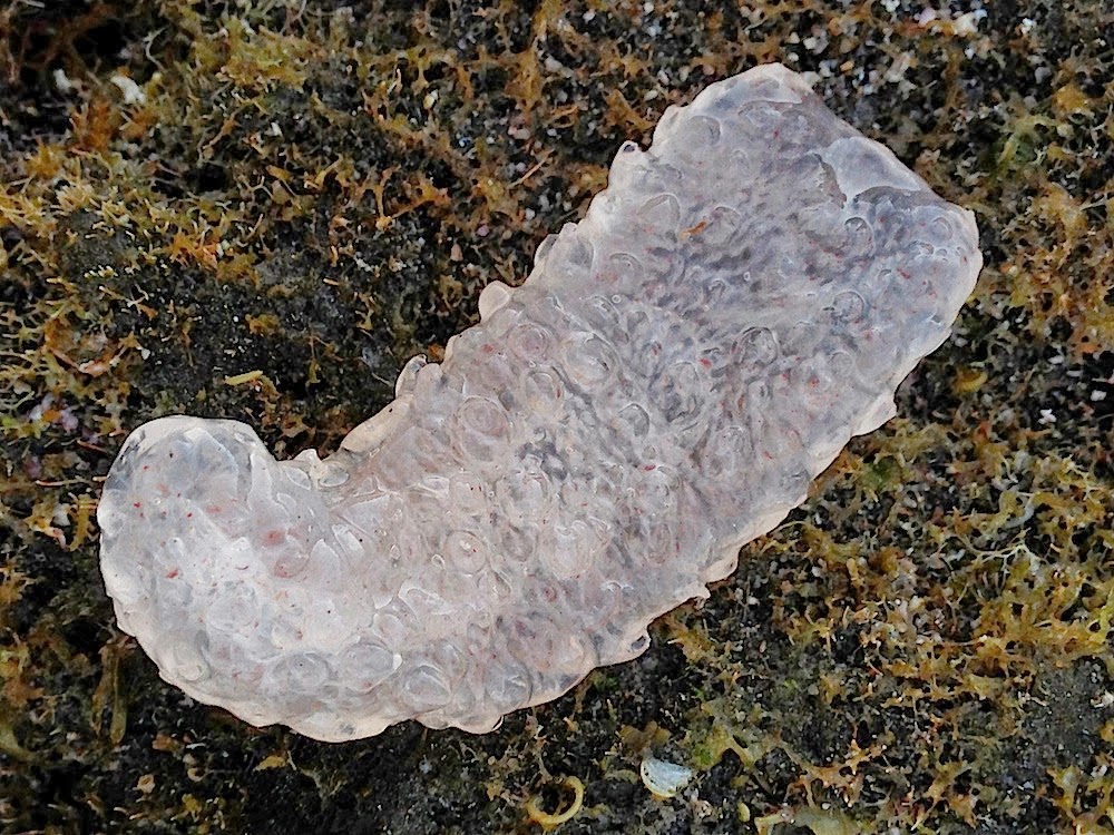 Rafael Microfauna Marina: Pyrosoma atlanticum (Tunicados: Taliáceos)