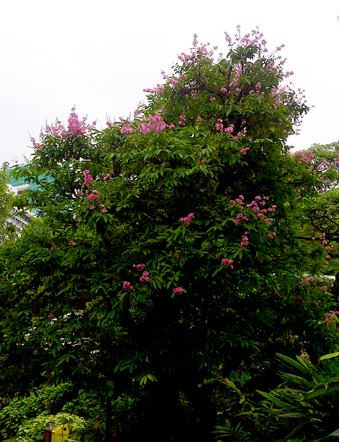 Riverine Parks: Lagerstroemia speciosa