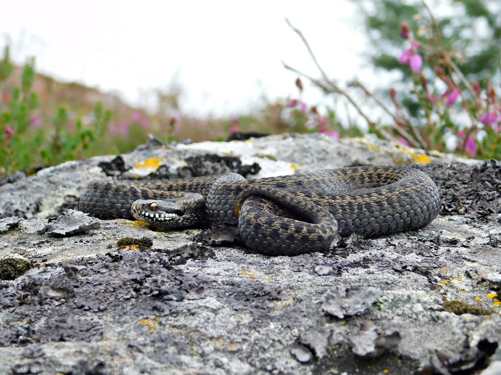Sargantanes i Dragons: Vipera seoanei - Escurçó cantàbric