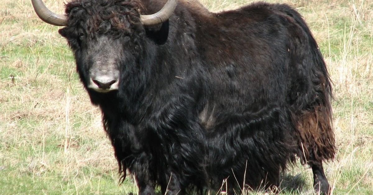 Springridge Ranch Grass-Fed Yak-Cross Beef: A Tribute To The Yak Bull
