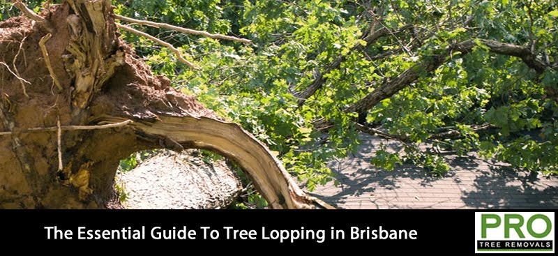 Pro Tree Removal Brisbane
