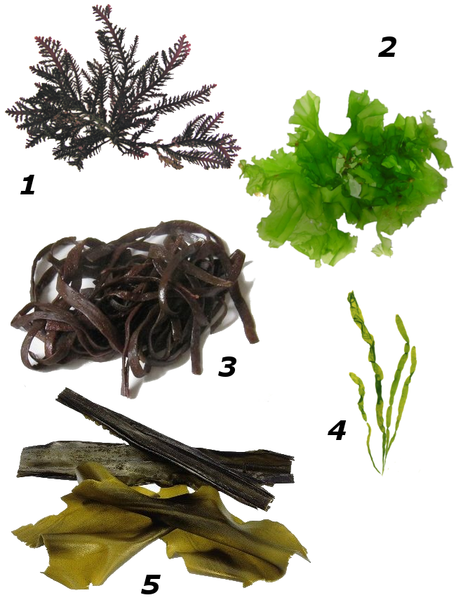 Découverte des algues