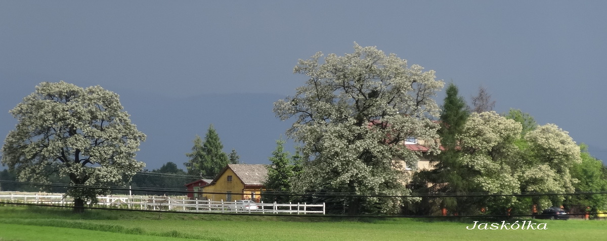 Szumy...ciągi...zlepy...chwile ulotne...: Akacje
