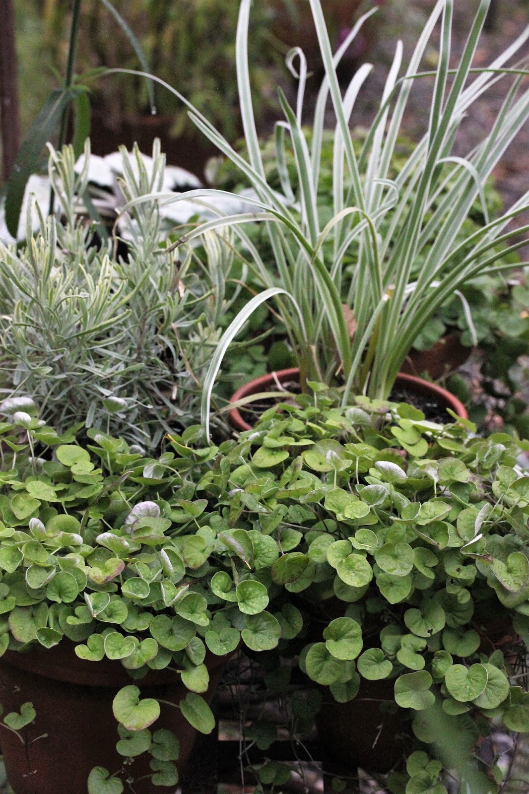 hagen vår: Dichondra repens 'Emerald Falls'