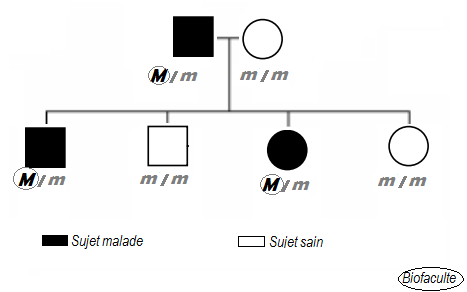 Transmission de maladie autosomique dominante | Bio faculté