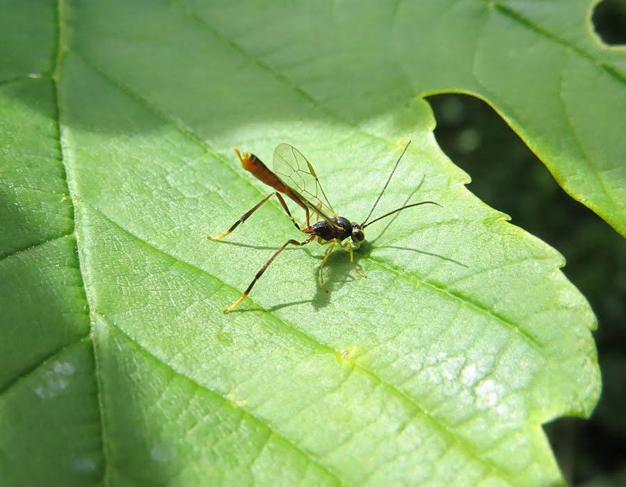 Port and Wey: Portland Insects T-Z