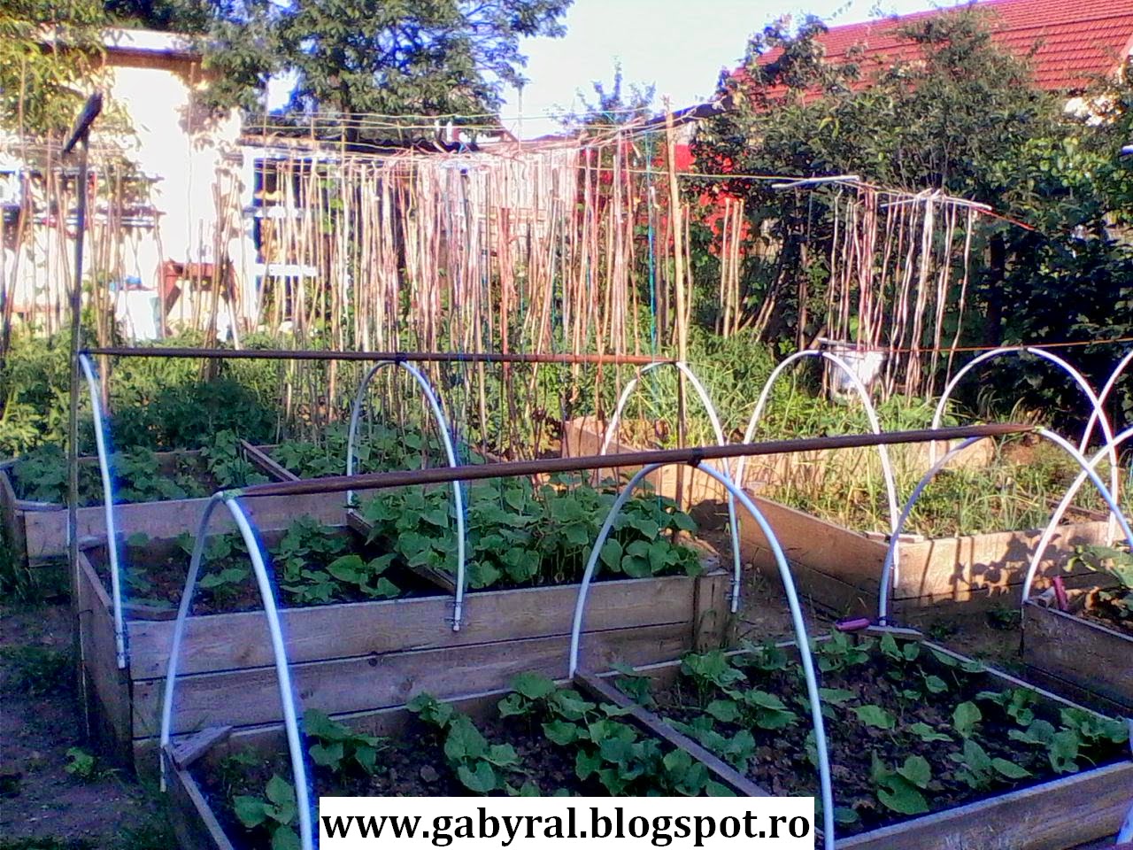 Straturi înălțate Iunie | BRICOLAJ - GRADINA - SFATURI si IDEI