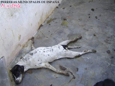 BLOG DE ARACOS: Una perrera: campo de exterminio, muerte sin remisión