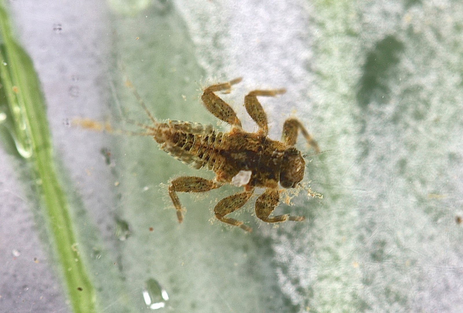 Aquatic Insects of Central Virginia: And another new species at Buck Mt ...