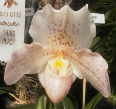 Plants are the Strangest People: Pretty picture: Paphiopedilum Lunacy