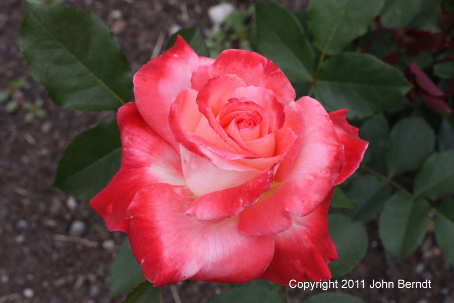 Maplewood Rose Garden Pictures