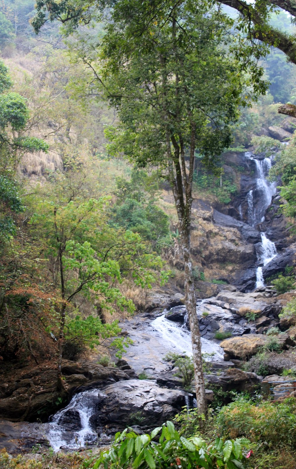 Yoga Mama: Western Ghats India