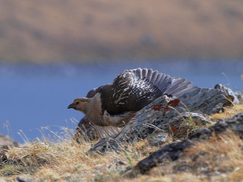 BIRDING MONGOLIA