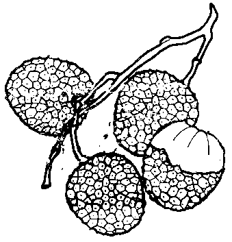Sekitar Kawasan Sekolah: Gambar outline_Buah Sayur