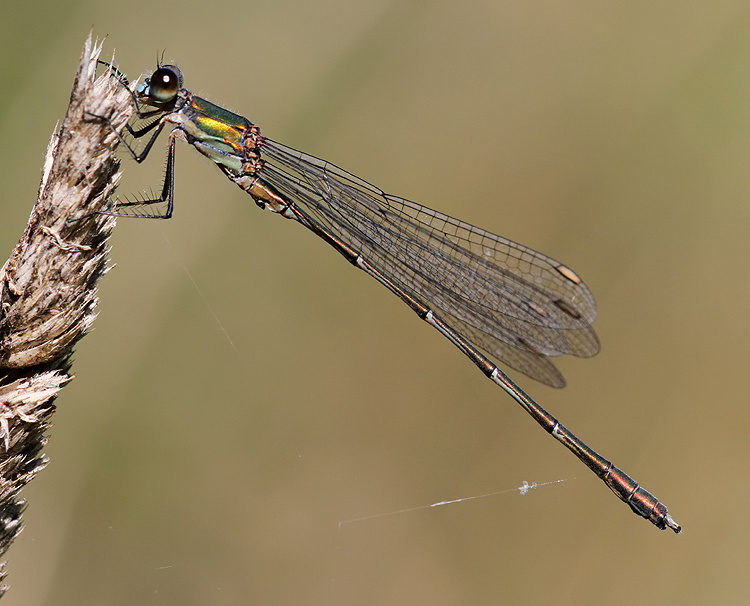 Kent Dragonflies: Sunny Willows!