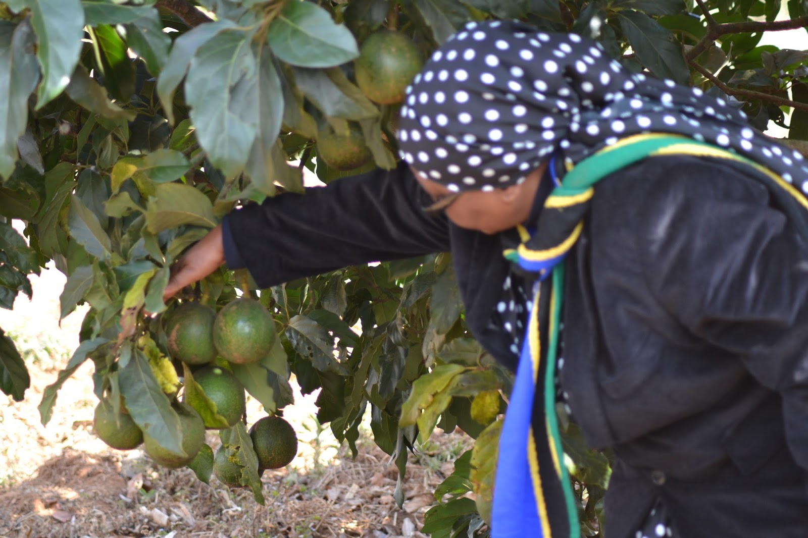 MATUKIO NA NGILANGWA MICHAEL:: RC NJOMBE AZINDUA MTANDAO WA WAKULIMA WA ...