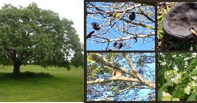 Entorolobium contortisiliquum (Timbó Colorado, guanacaste, pacará u ...