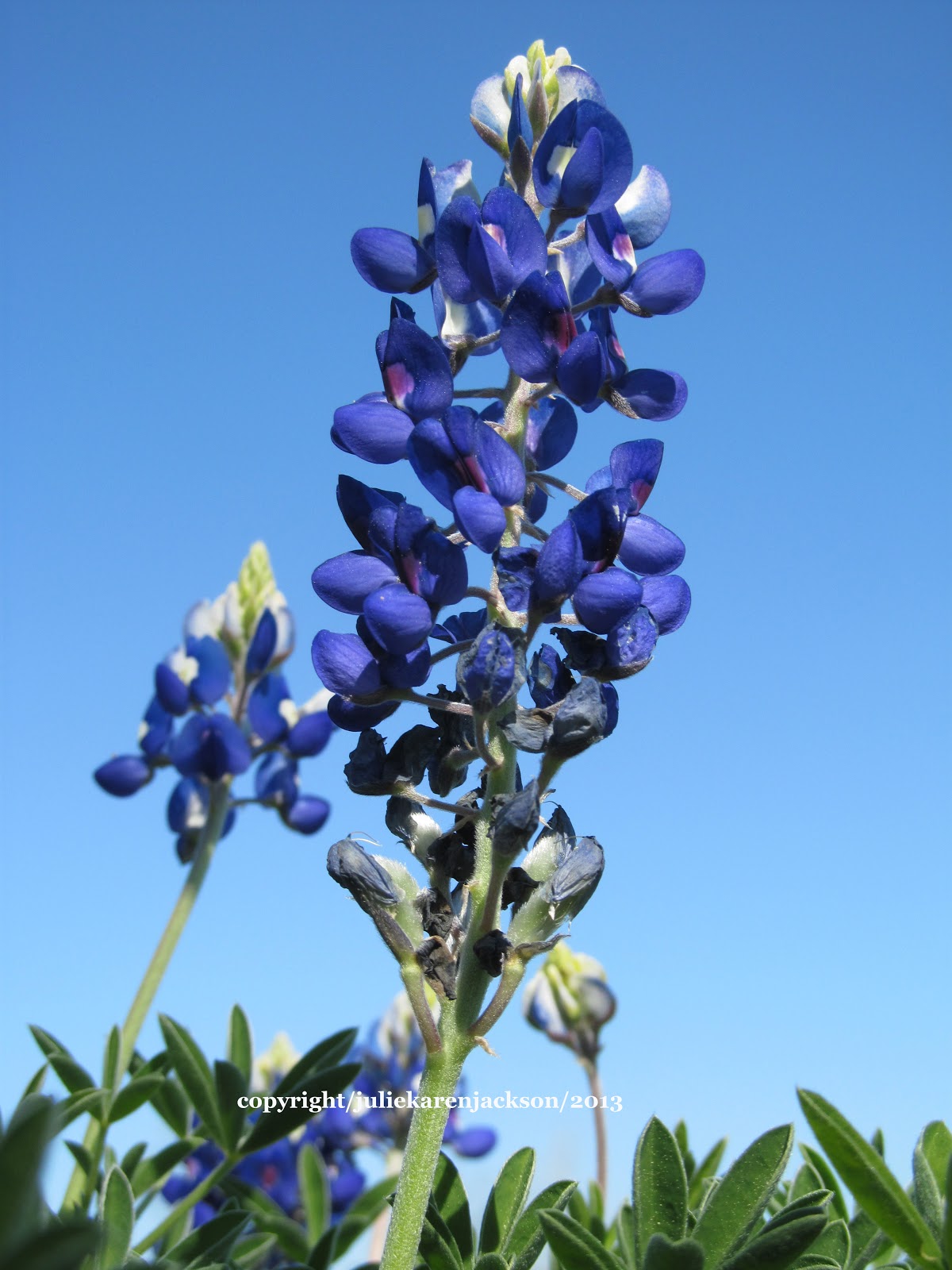 Juwster's World: Bluebonnets and Spring Flowers - 2013