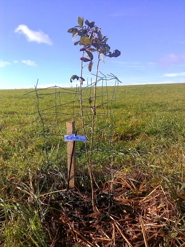 Le Douaire. Île de Vivre.: Tout sa voir sur le CYTISE, Faux ébénier ...