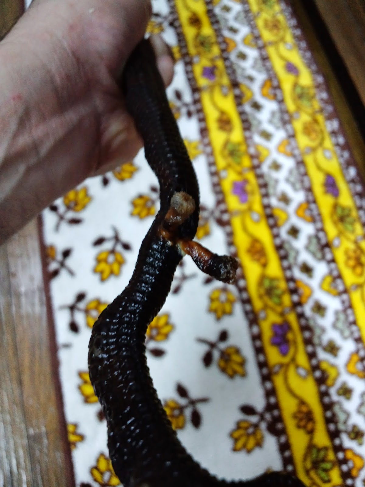 沖縄たべもの語り: イラブー Smoked sea snake, Irabu.