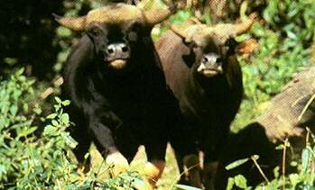 What is a gayal? | Facts About All