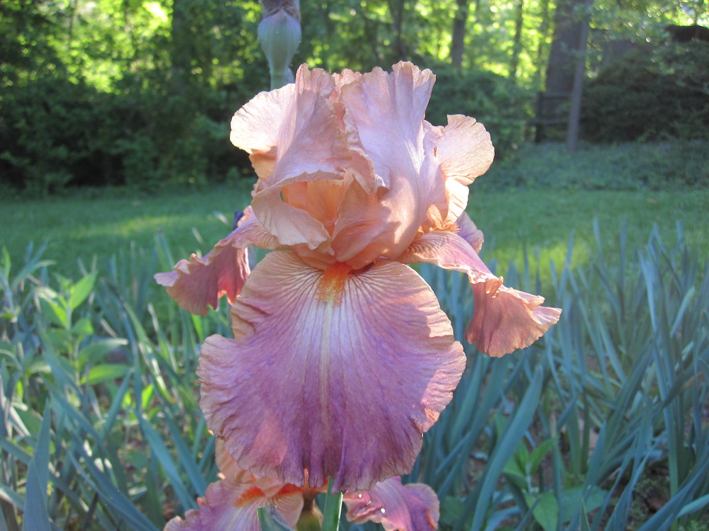 Walter Klingler & Stephen Boydstun : Thursday May 4, 2017 "Rip City ...