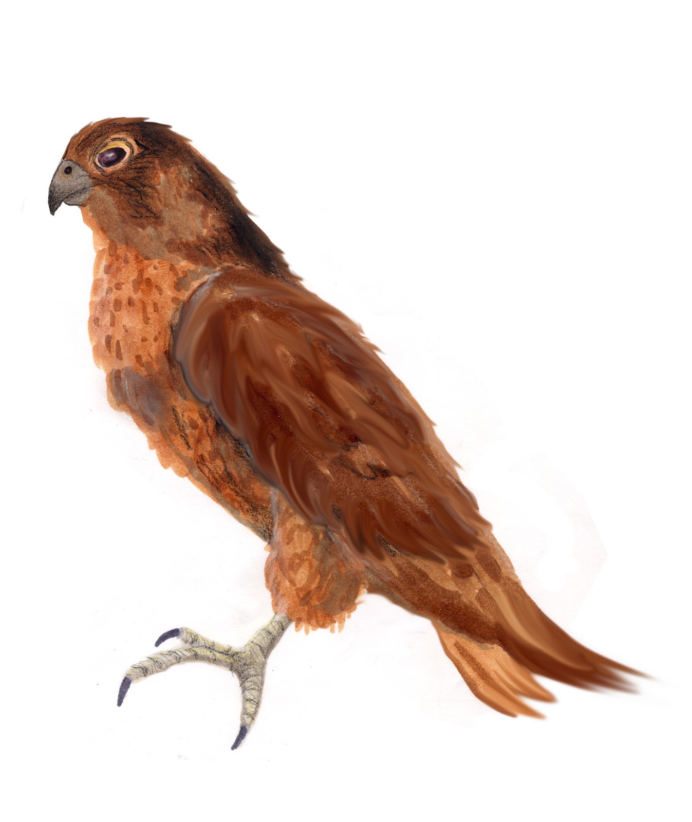 Rasnikki Artwork: Un faucon