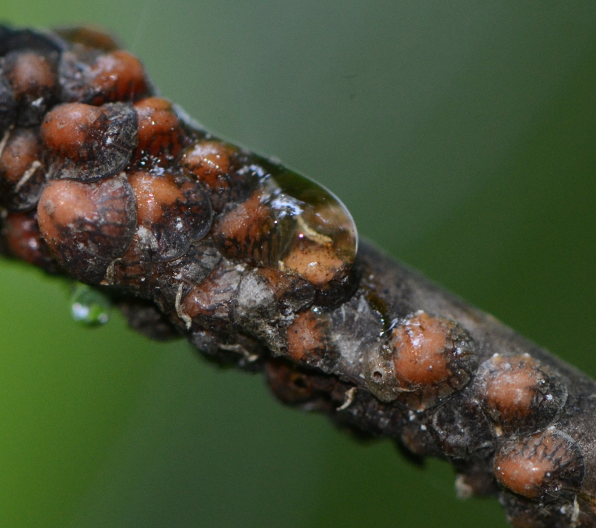 Ohio Birds and Biodiversity: Tuliptrees, covered in scales