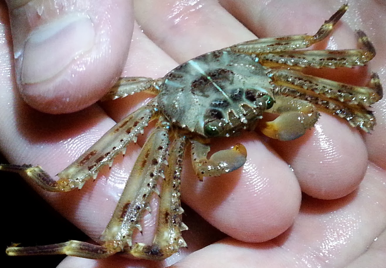 What's in Jeremy's Bucket?: Crustaceans
