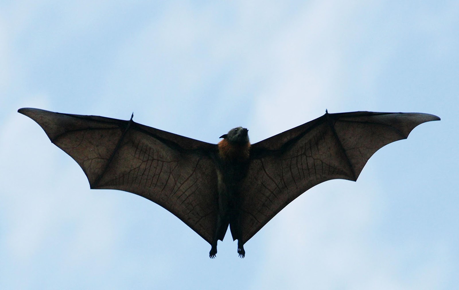 Imagehub: Bat images HD Free Download